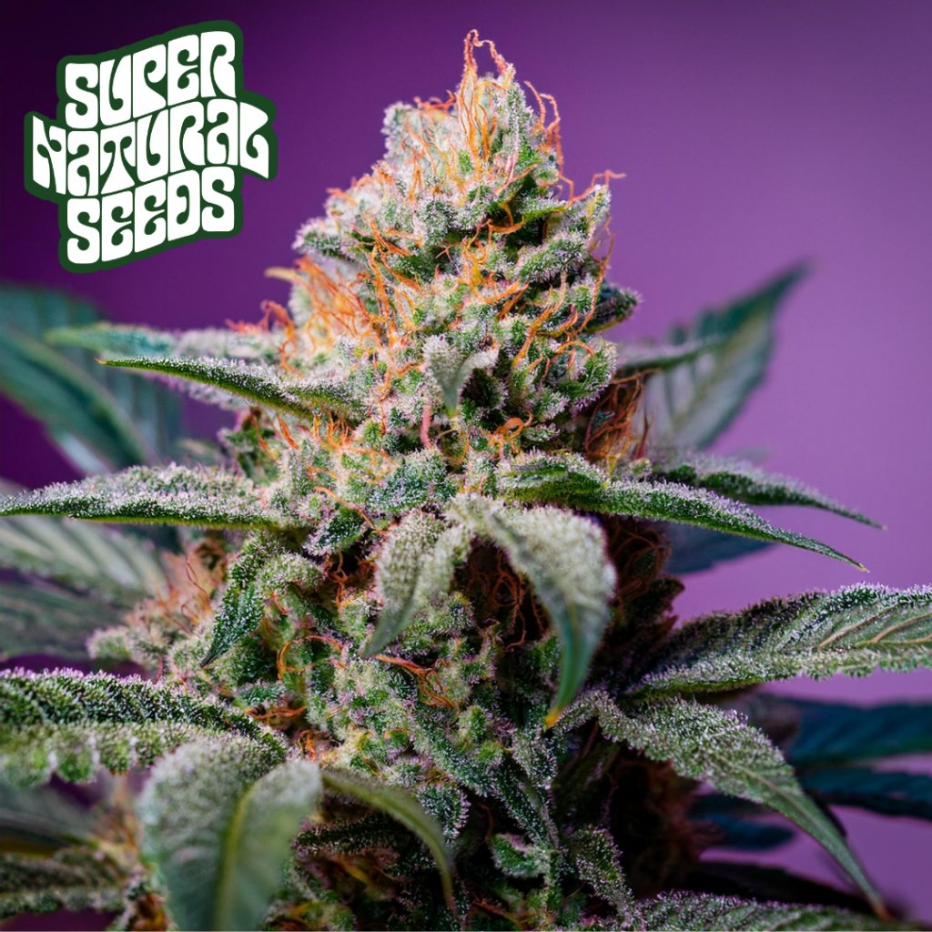 Cosmic Cupcake Autoflowering Feminized Seeds
