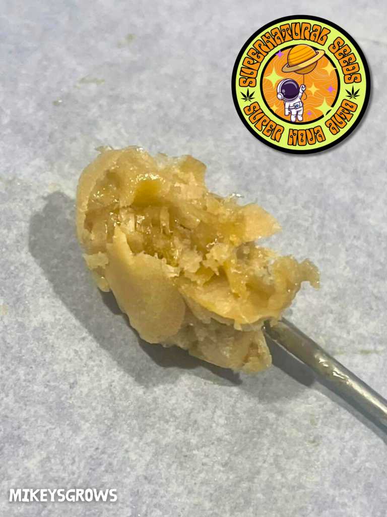 Supernova Autoflowering Feminized seeds - SUPERNATURALSEEDS