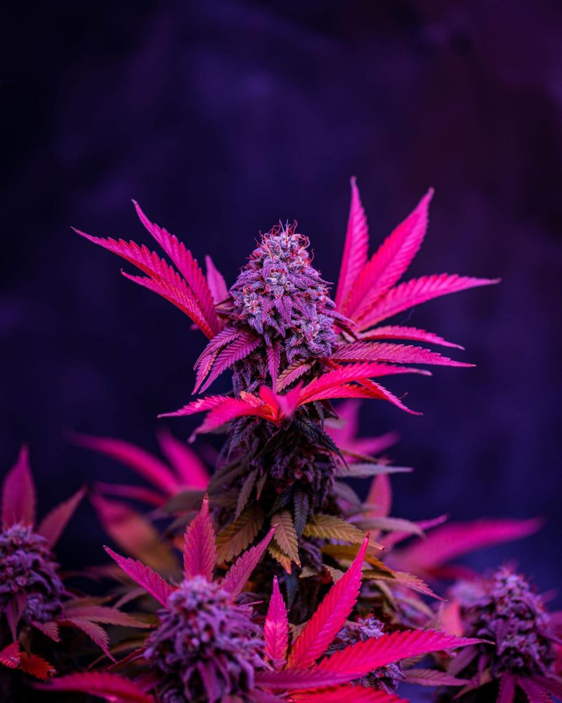 Raspberry Runtz Strain – Buy Premium Cannabis Seeds U.K