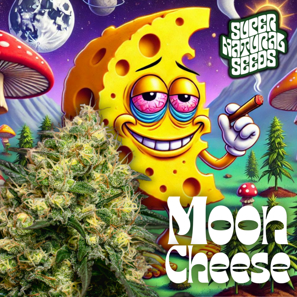 Moon Cheese Auto | Supernatural Seeds